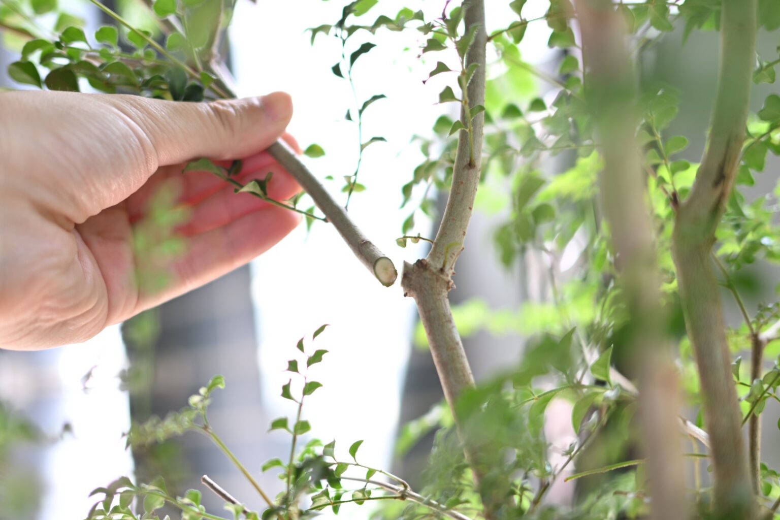 【初めての庭仕事】飛庄の剪定ばさみを使ったシマトネリコの剪定体験記 - toiro.online