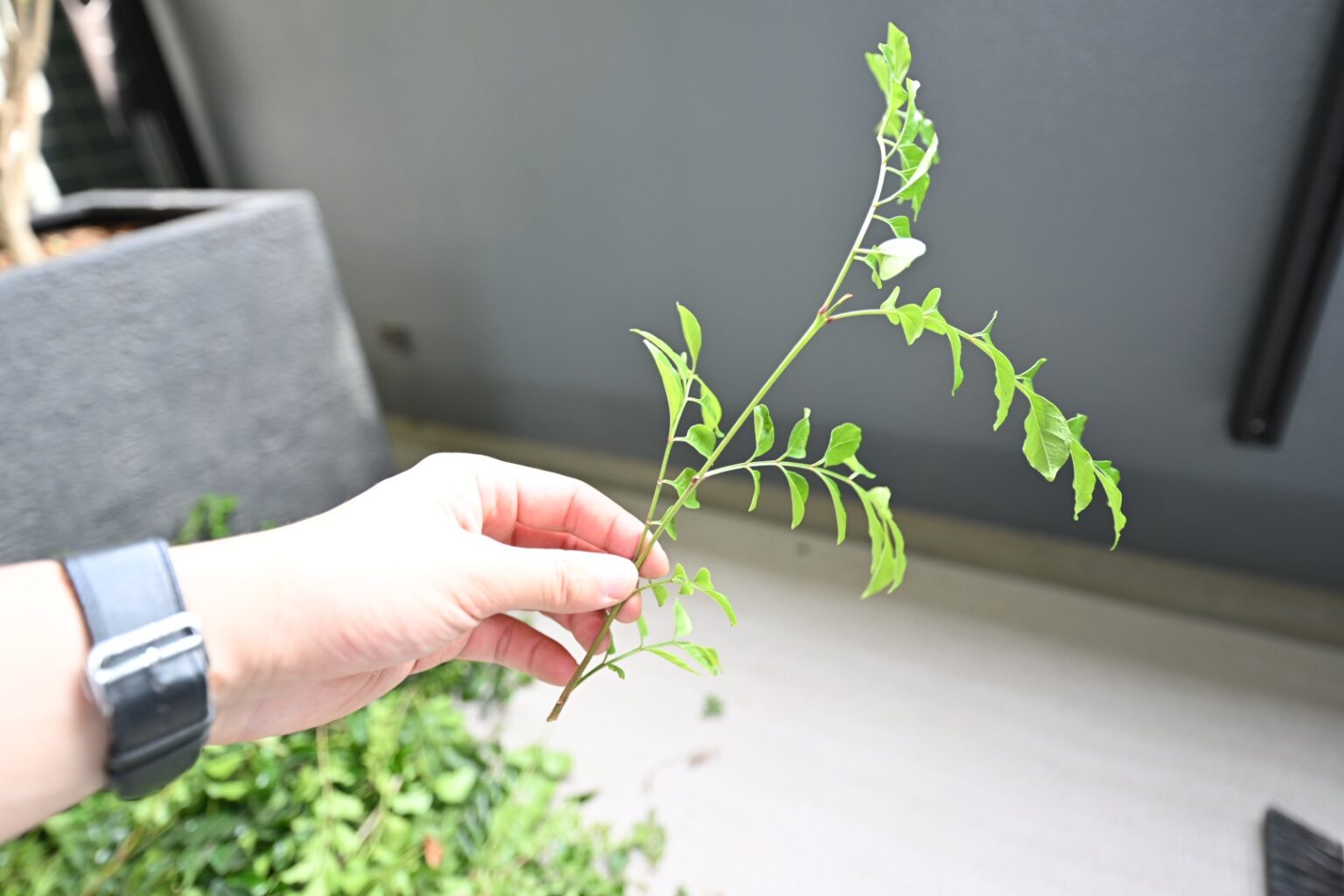 【初めての庭仕事】飛庄の剪定ばさみを使ったシマトネリコの剪定体験記 - toiro.online